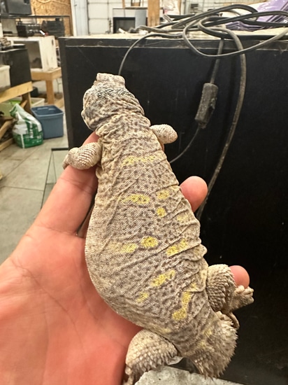 2020 Female Ornate Uromastyx by Big Sky Reptiles