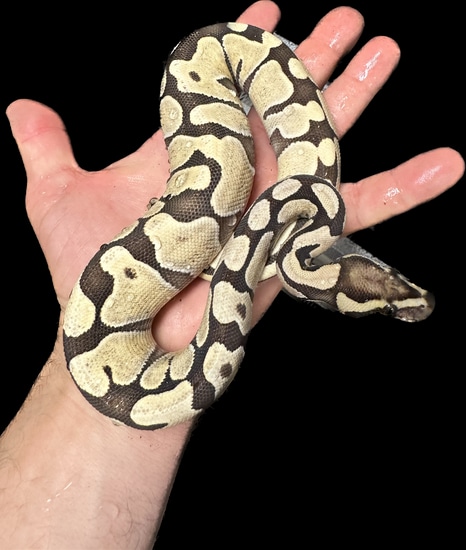 2022 Pastel Enchi Desert Ghost Ball Python by Big Sky Reptiles