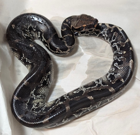 Sumatran Short-Tail Sumatran Short-Tailed Python by Big Sky Reptiles