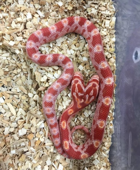 2017 Two-Headed Amel Het Scaleless Lava Diffused Anery Corn Snake by Big Squeeze Constrictors, LLC