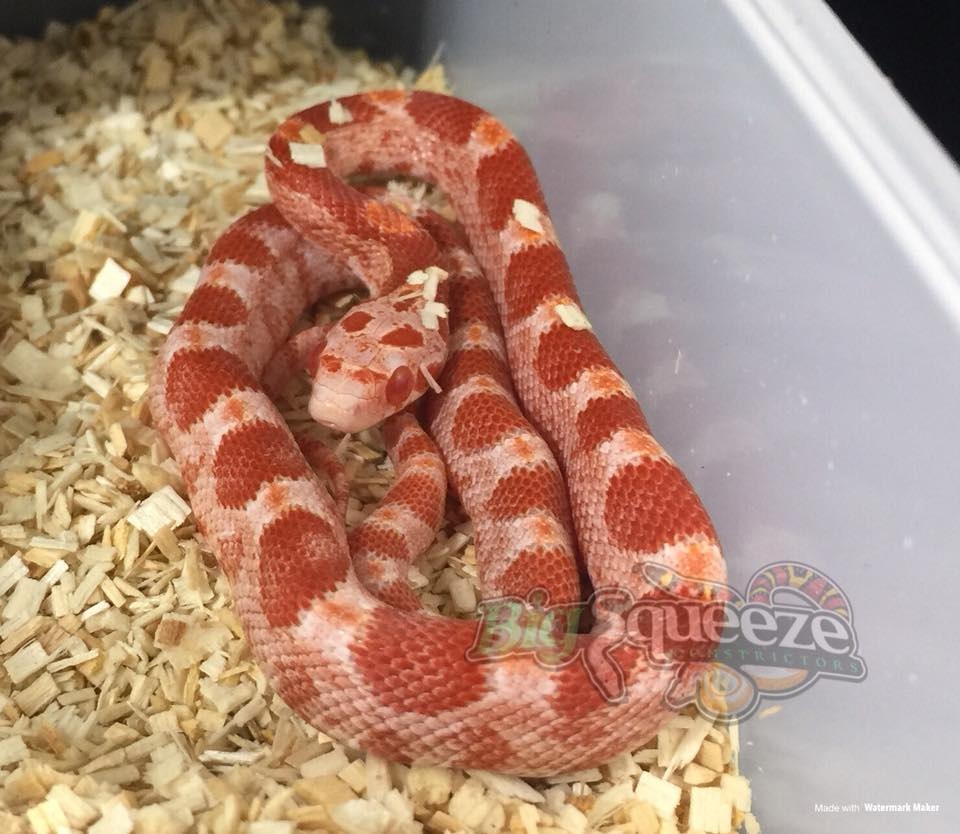 2019 Male Amel Diffused Het Ghost Corn Snake by Big Squeeze ...