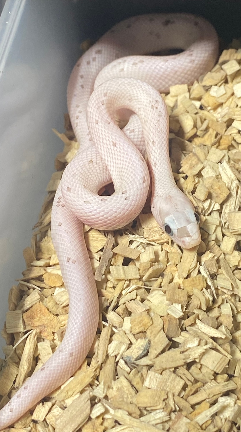 2021 Female Anery Palmetto Ph Blizzard Corn Snake by Big Squeeze ...