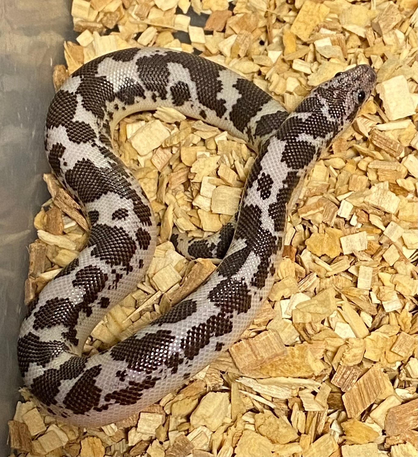 2021 Male Anery Het Albino Paint Kenyan Sand Boa by Big Squeeze ...