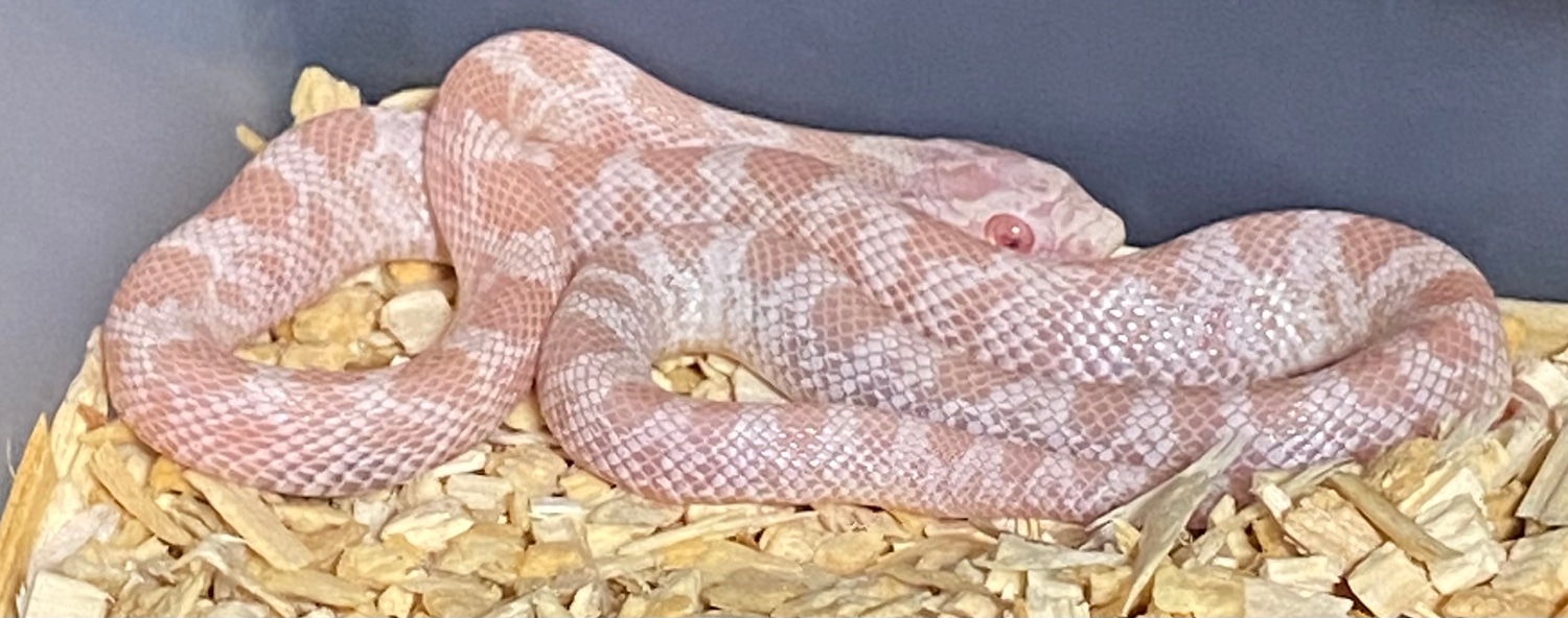 2022 Male Peppermint Diffused Ph Lava Caramel Corn Snake by Big Squeeze ...
