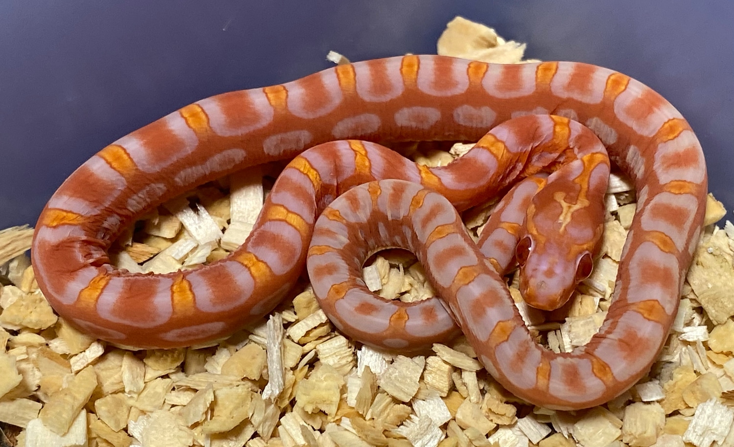 2022 Female Scaleless Red Factor Amel Corn Snake by Big Squeeze ...