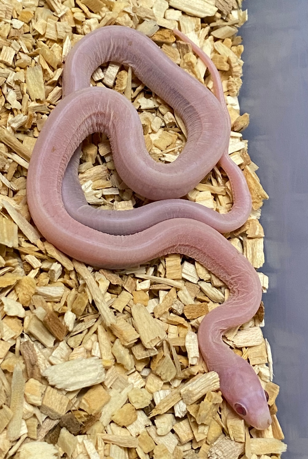 2022 Female Scaleless Snow Stripe Corn Snake by Big Squeeze ...