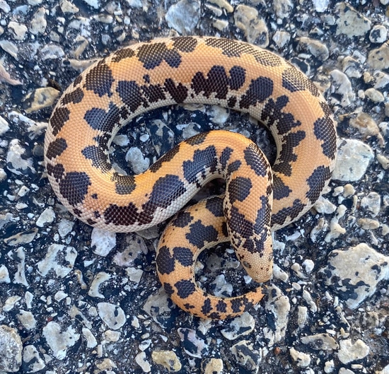 2022 Male Normal Het Snow Paint Ph GX Kenyan Sand Boa by Big Squeeze ...