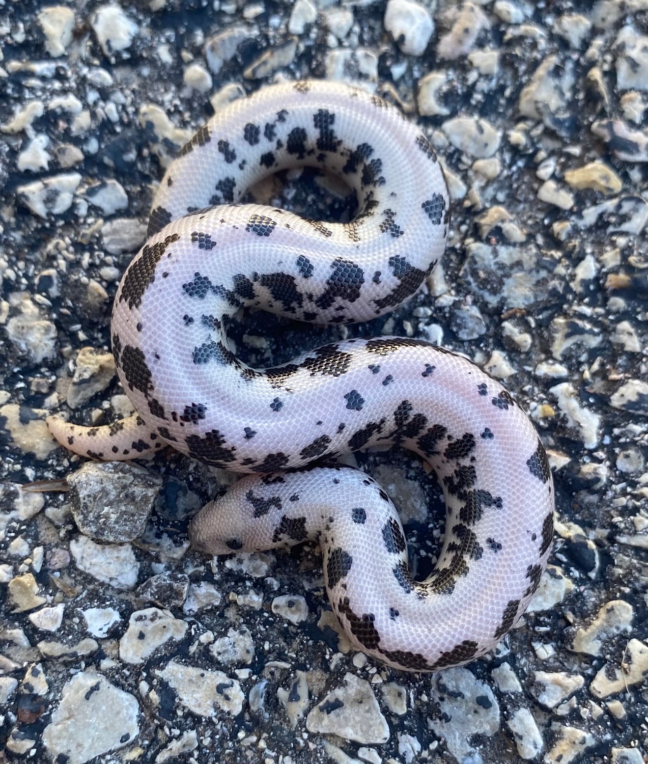 20% OFF LAYAWAY SALE! 2022 Male GX Anery Paint Het Albino Kenyan Sand ...