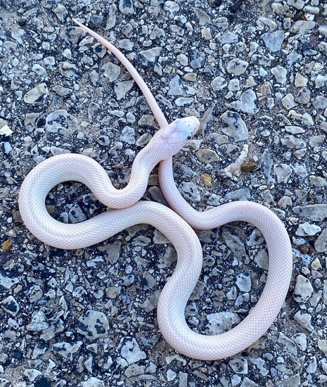 2022 Female Leucistic Het Albino Texas Ratsnake Western Rat Snake by ...