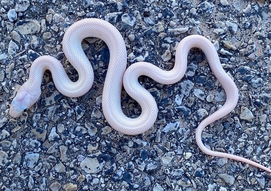 2022 Female Leucistic Het Albino Texas Ratsnake Western Rat Snake by ...