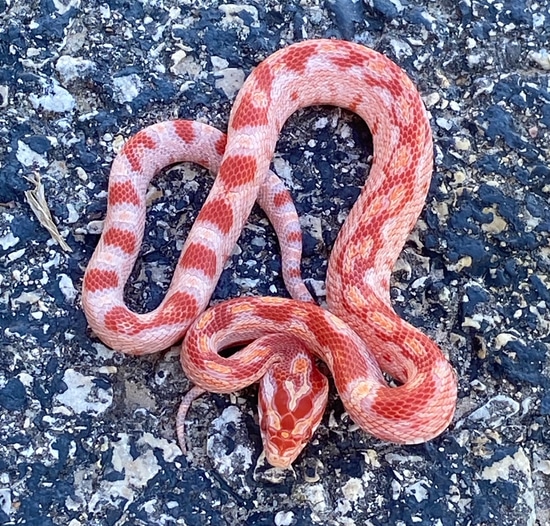 2023 Female Red Factor Amel Ph Anery Motley Corn Snake by Big Squeeze ...