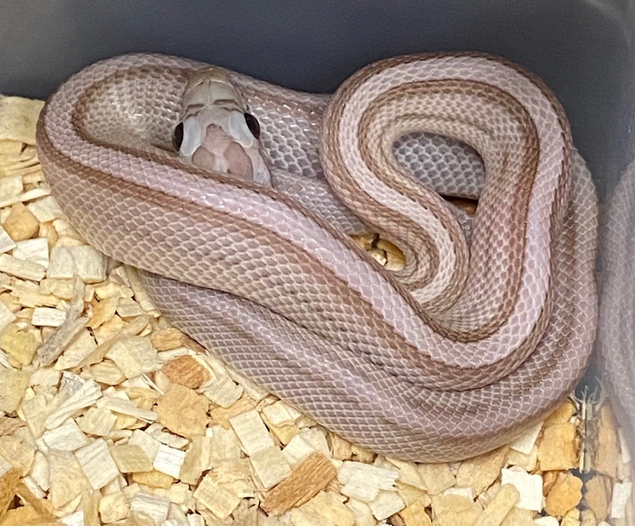 2022 Female Ghost Stripe Lavender Corn Snake by Big Squeeze ...