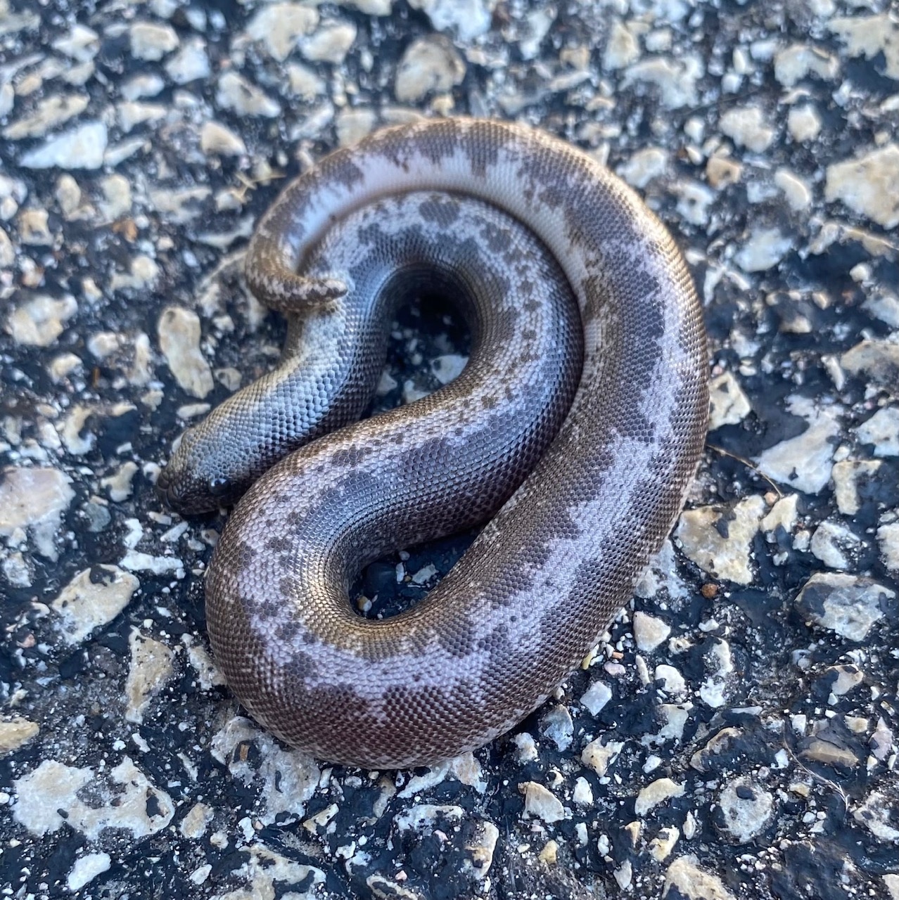 2022 Female Anery Stripe Splash Het Albino Kenyan Sand Boa by Big ...