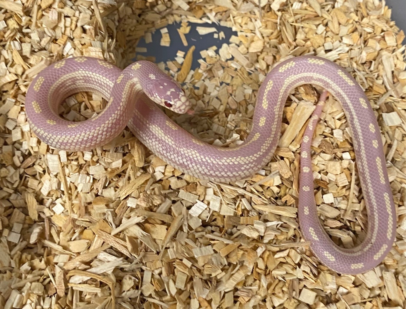 2023 Female Aberrant Albino California Kingsnake by Big Squeeze ...