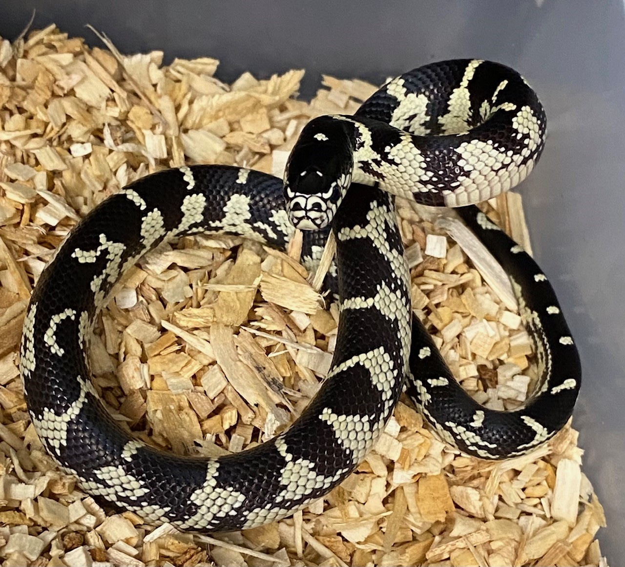 2023 Female Aberrant Het Albino California Kingsnake by Big Squeeze ...