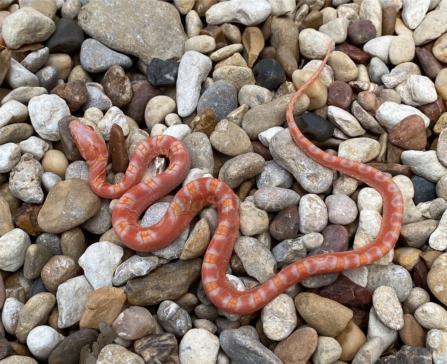 2023 Female Scaleless Amel Ph Anery Diffused Lava Corn Snake by Big ...