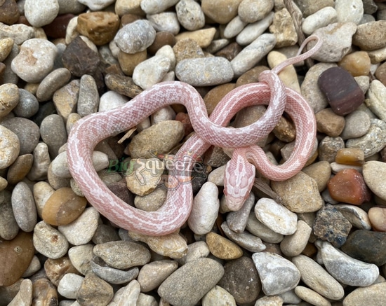 2023 Female Snow Tessera Het Diffused Stripe Corn Snake by Big Squeeze ...