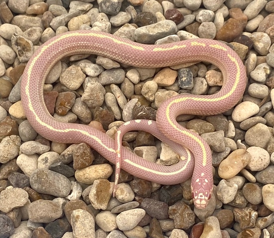 2024 Female Stripe Albino California Kingsnake by Big Squeeze ...