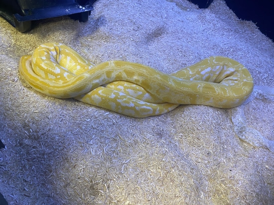 2021 Female Albino Het Labyrinth 50% Het Granite Burmese Python by Big ...