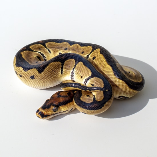 Chocolate Orange Dream Clown Poss Het Albino Ball Python by Ball Python ...