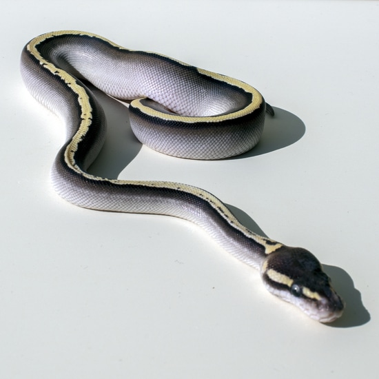 Chocolate GHI Mojave Orange Dream 66% Het Clown 50% Het Albino Ball ...