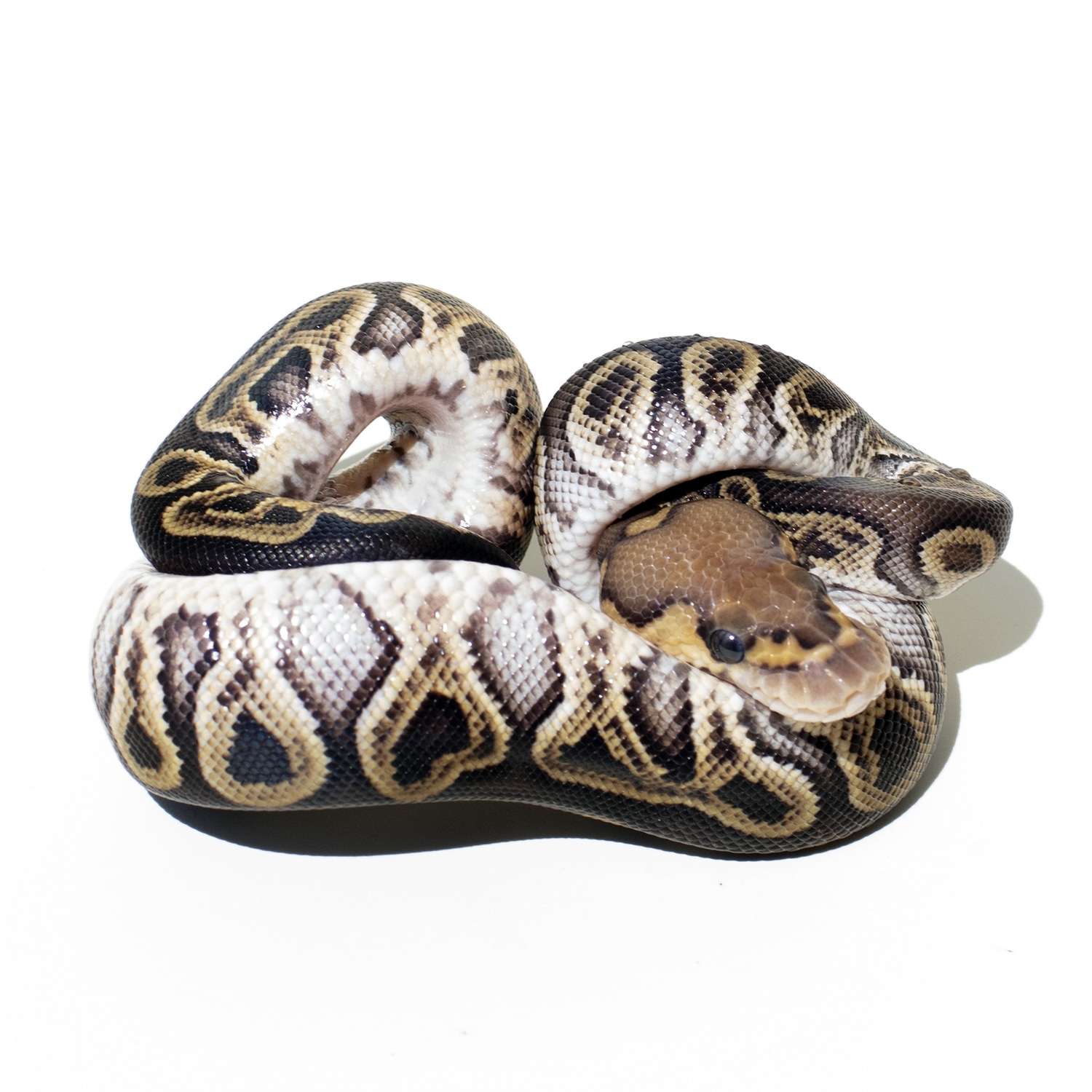 Chocolate GHI Clown Pos Het VPI Axanthic Albino Ball Python by Ball ...