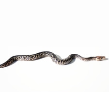 Chocolate GHI Clown Pos Het VPI Axanthic Albino Ball Python by Ball ...