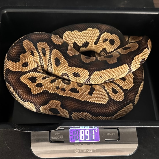 Chocolate Clown Pos Het VPI Axanthic Albino Ball Python by Ball Python ...