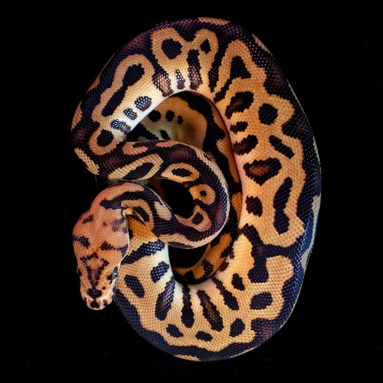 Spotnose Leopard Clown (1100 Grams) Batman Ball Python by Ball Python ...