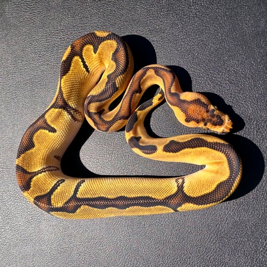 Lace Orange Dream Enchi Clown Ball Python by Ball Python Central