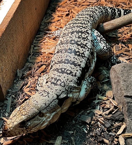 High White Blue Hybrid Argentine Tegus by Knox’s Family Reptiles