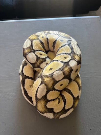 Pastel Desert Ghost Ball Python by Big Worm Genetics