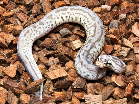 Leopard Lesser Pewter Ball Python by Bilby’s BallRoom