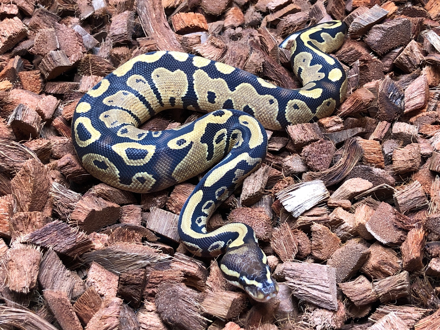 Fire Het Pied Ball Python by Bilby’s BallRoom - MorphMarket