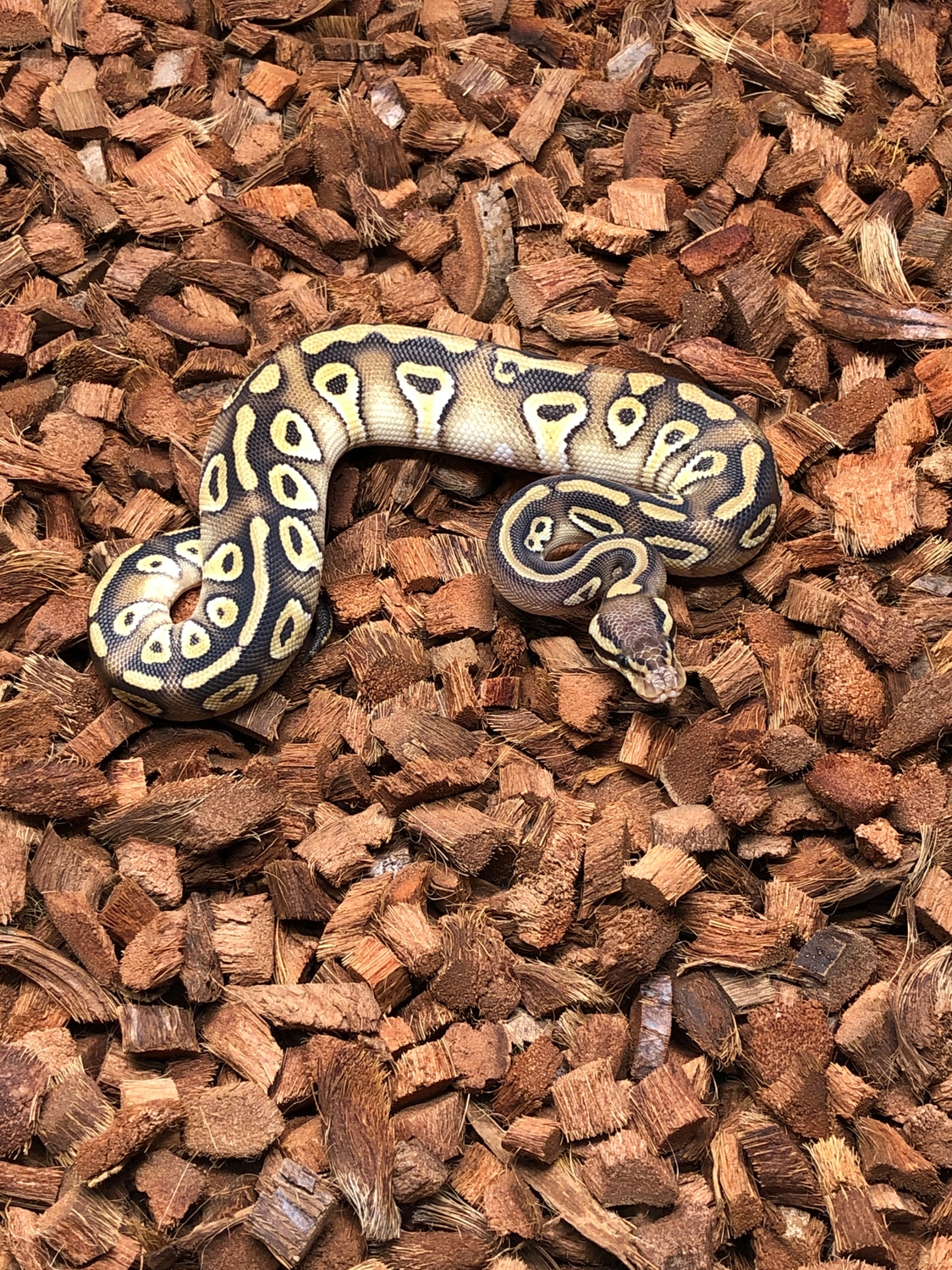 Pastel Mojave Het Clown Ball Python by Bilby’s BallRoom - MorphMarket