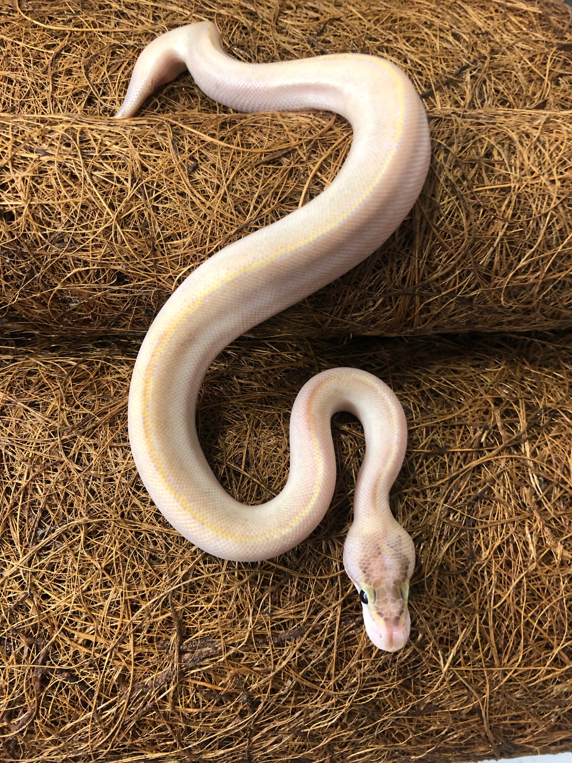 Ivory Lesser Ball Python by Bilby’s BallRoom - MorphMarket
