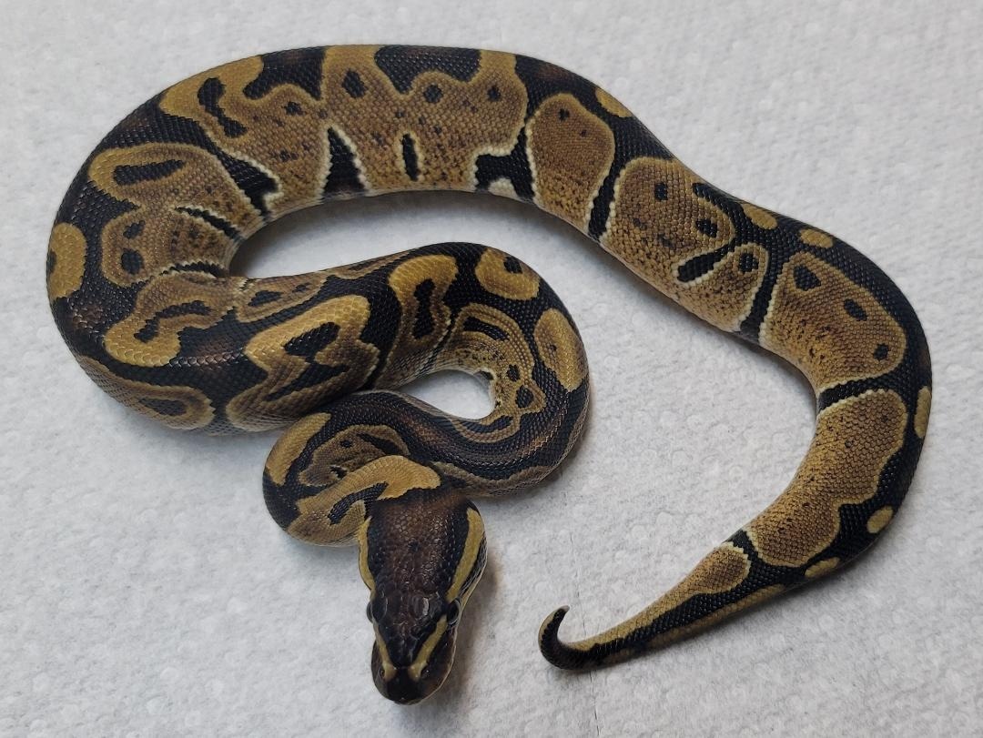 100% Double Het VPI Snow Ball Python by Bill Reinemeyer - MorphMarket