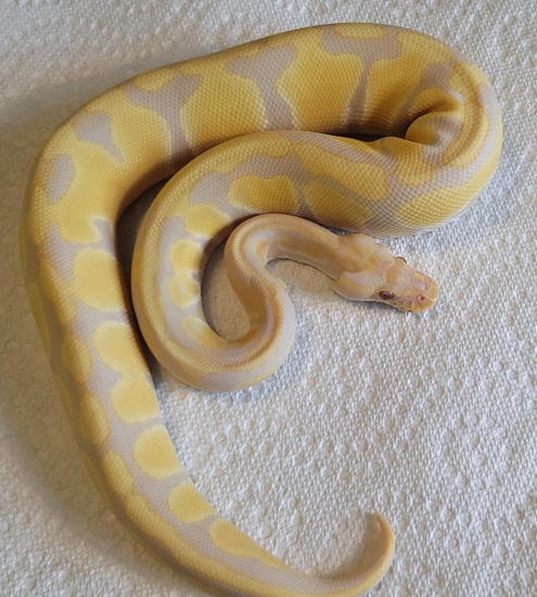 Toffino Ball Python by Bill Reinemeyer