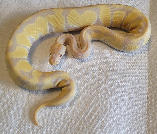 Toffino Ball Python by Bill Reinemeyer