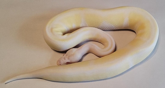 $500 Shipped! VPI Snow Ball Python by Bill Reinemeyer
