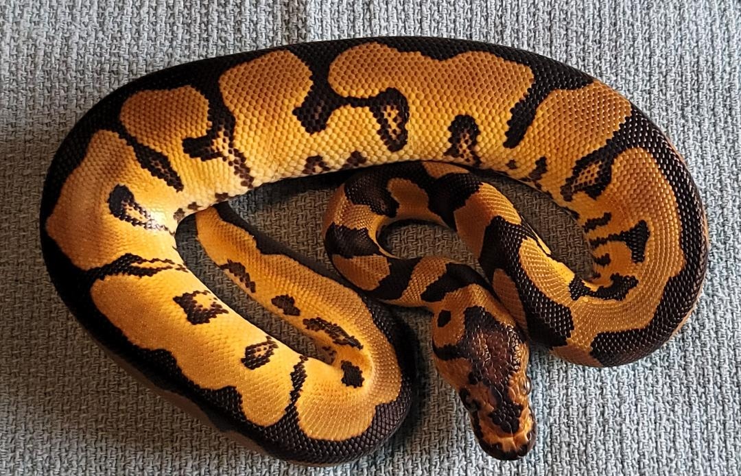 Bill Reinemeyer's Collection - MorphMarket