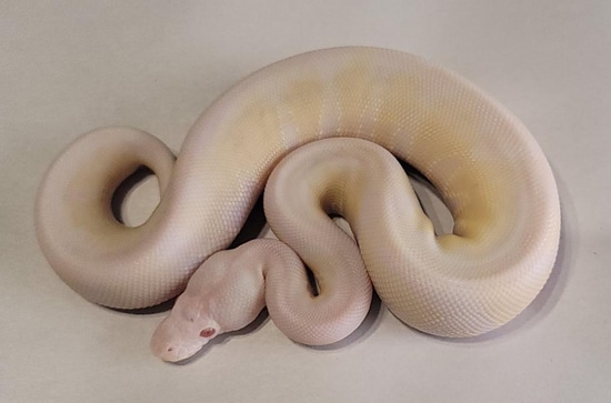 VPI Snow Ball Python by Bill Reinemeyer