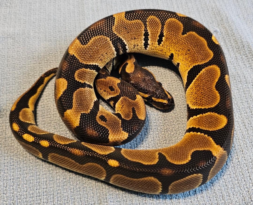 100% Triple Het Albino VPI Axanthic Pied Ball Python by Bill Reinemeyer ...