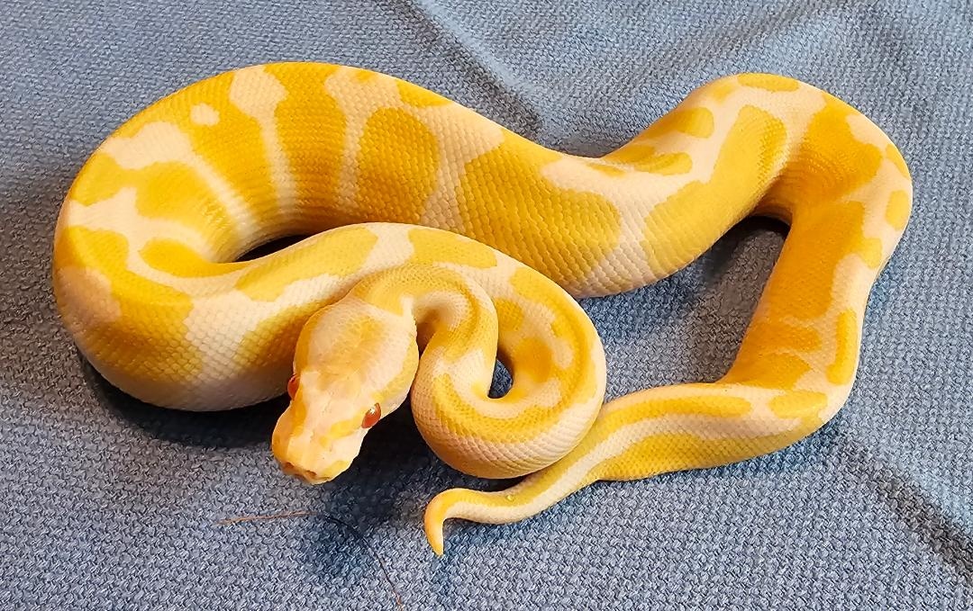 Albino Double Het VPI Axanthic Pied Ball Python by Bill Reinemeyer ...