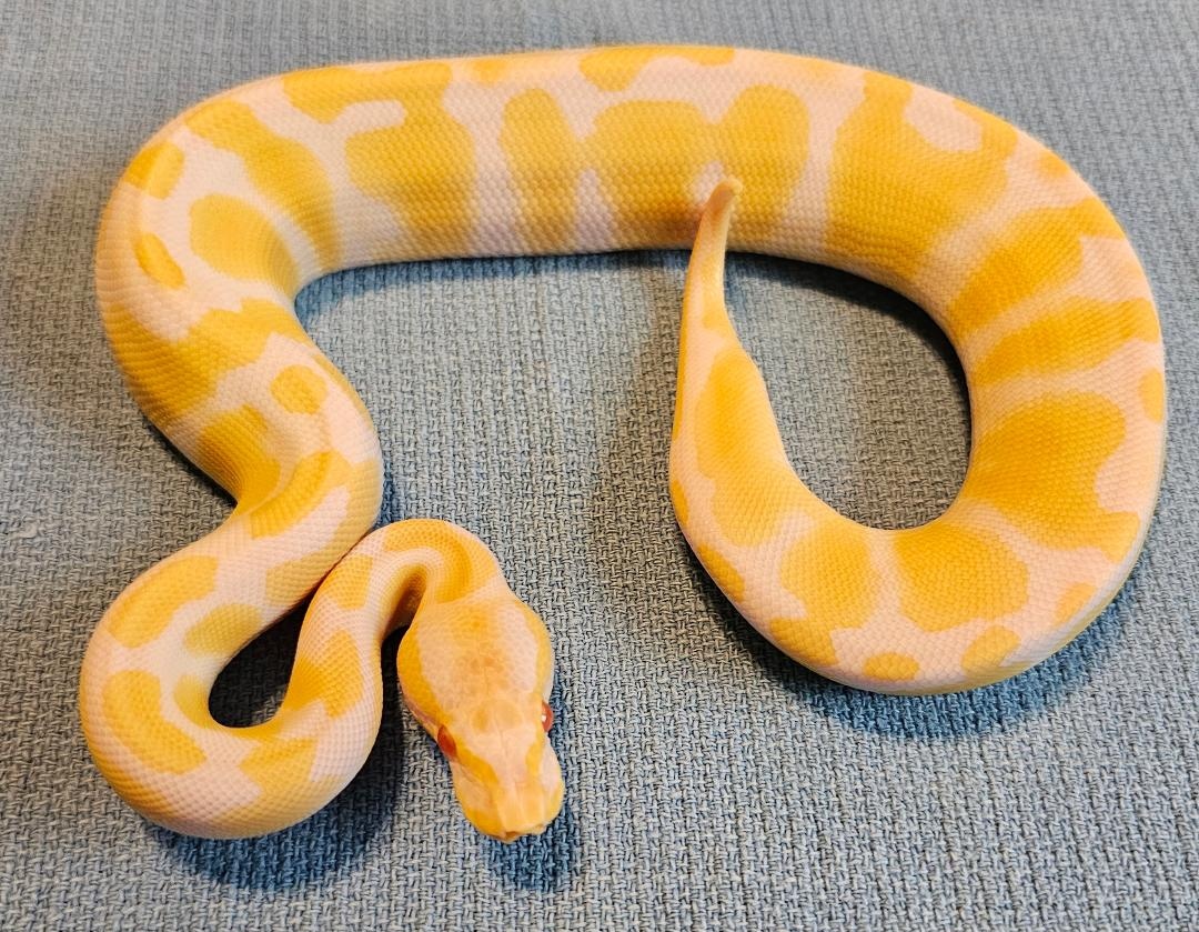 Albino 100% DH VPI Axanthic Pied Ball Python by Bill Reinemeyer ...