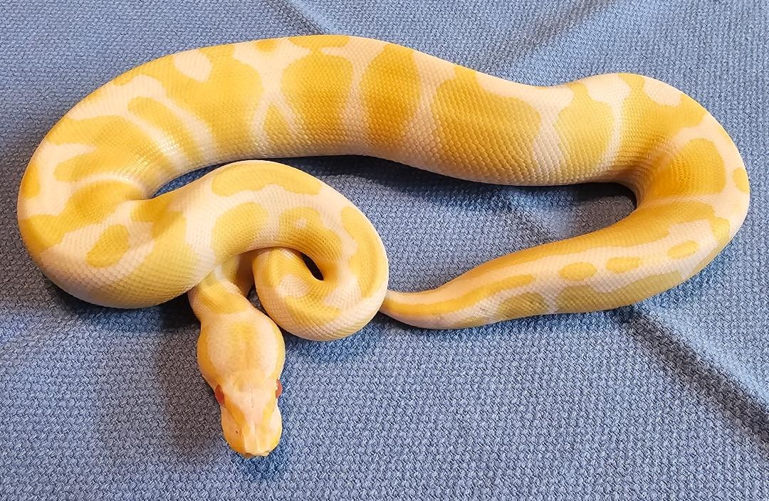 Albino 100% DH VPI Axanthic Pied Ball Python by Bill Reinemeyer ...
