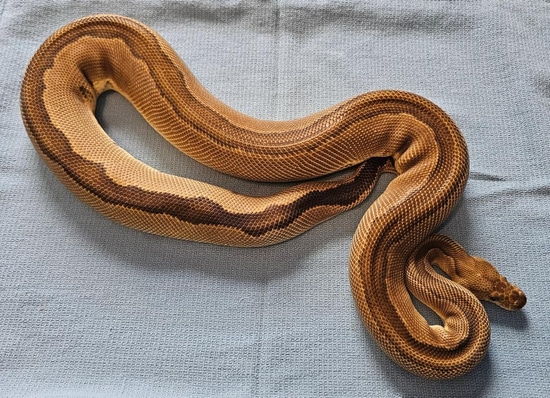 Cinnamon Blade Clown Ball Python by Bill Reinemeyer