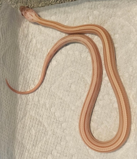 24 Butter Stripe Corn Snake by Bill Reinemeyer