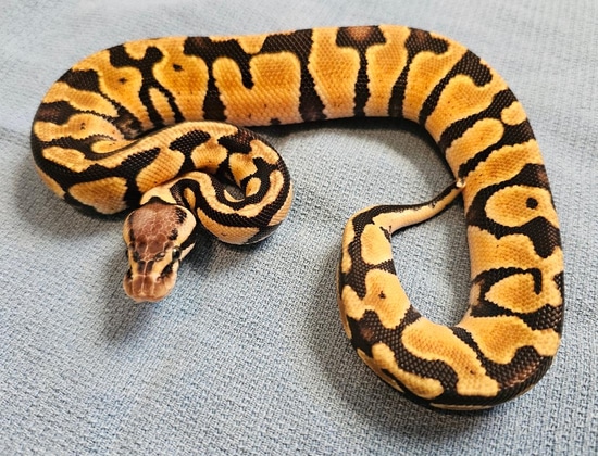 Pastel Blade Het Clown 2 Males Ball Python by Bill Reinemeyer