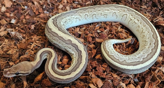 Vanilla Mojave Pinstripe Ball Python by Bill Reinemeyer
